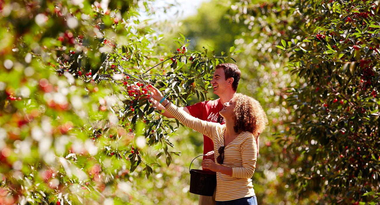 picking,_大山谷图库